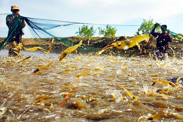 Seafood Media Group - Worldnews - SFP announces new joint aquaculture improvement project in ...